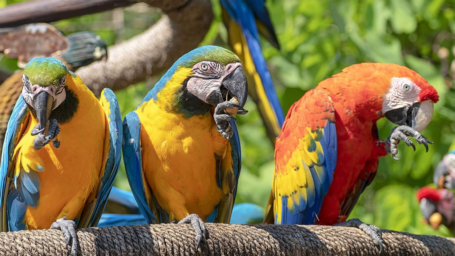 Tutto Pappagalli & Pappagallini