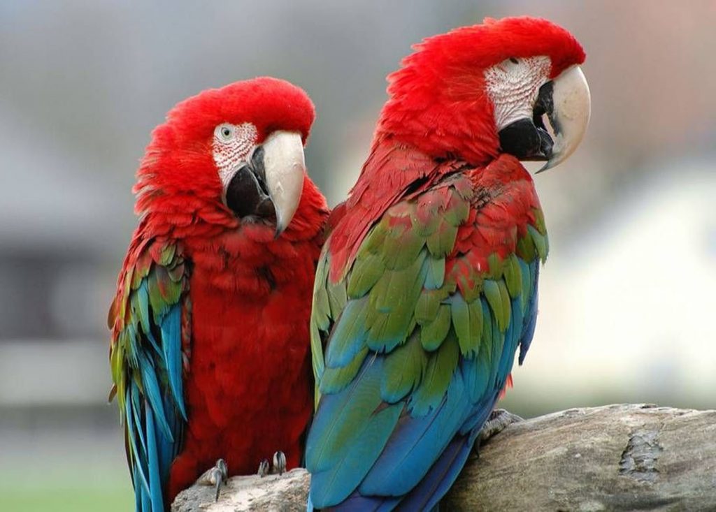 Ara dalle ali verdi - Tutto Pappagalli