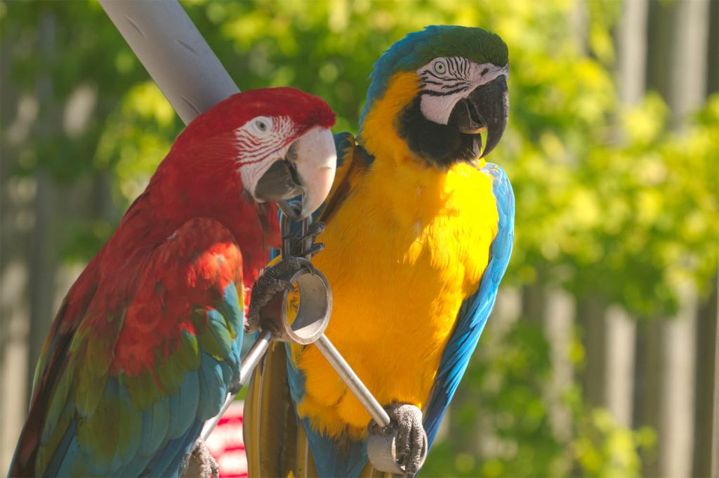 Ara dalle ali verdi - Tutto Pappagalli
