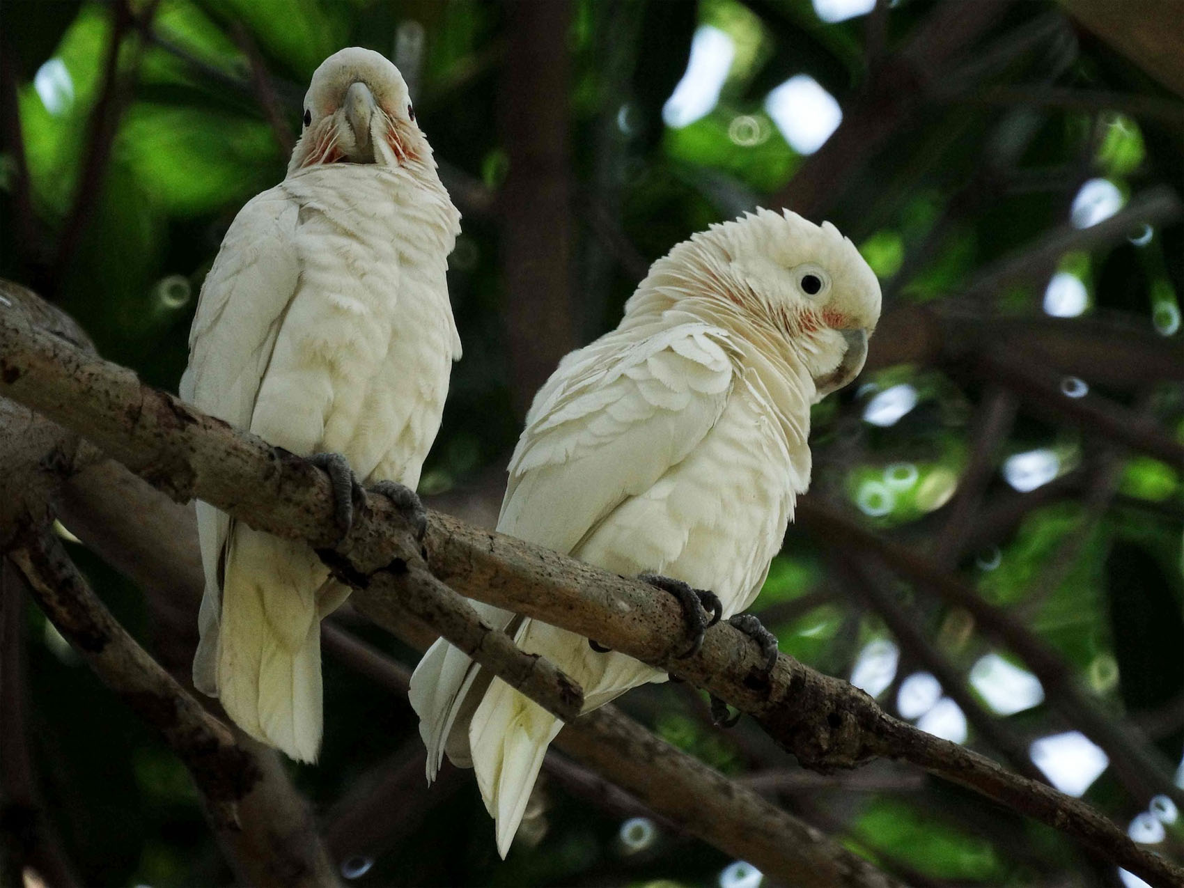Cacatua delle tanimbar - Tutto Pappagalli
