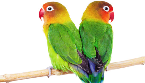 Le Specie Di Pappagalli - Tutto Pappagalli