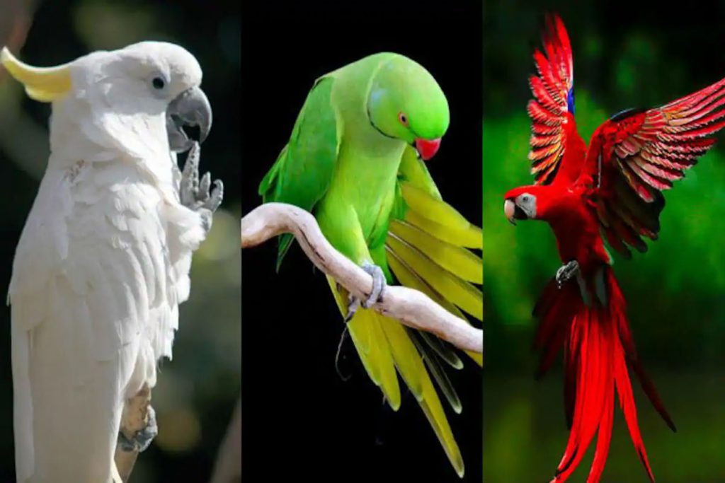 Le Specie Di Pappagalli - Tutto Pappagalli