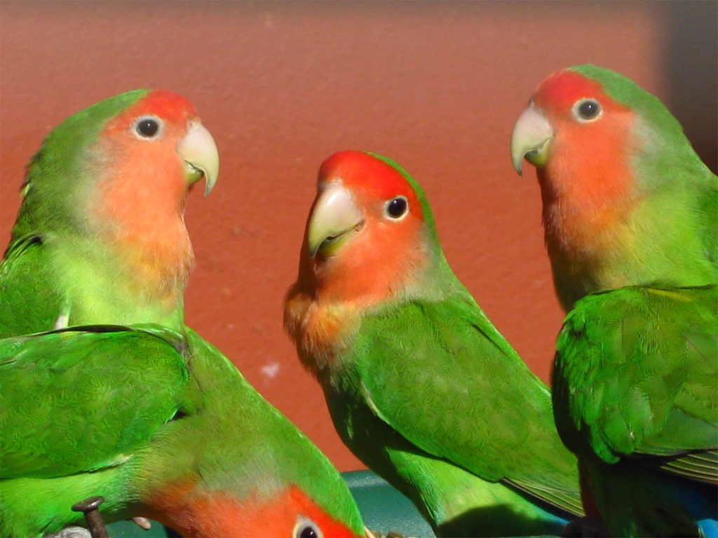 Inseparabile faccia rosa - Tutto Pappagalli