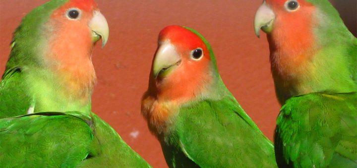 Inseparabili Archivi - Tutto Pappagalli