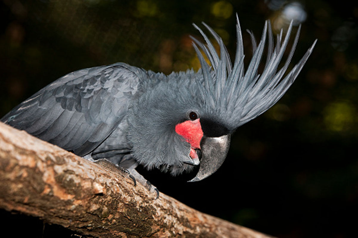 Cacatua nero delle palme - Tutto Pappagalli