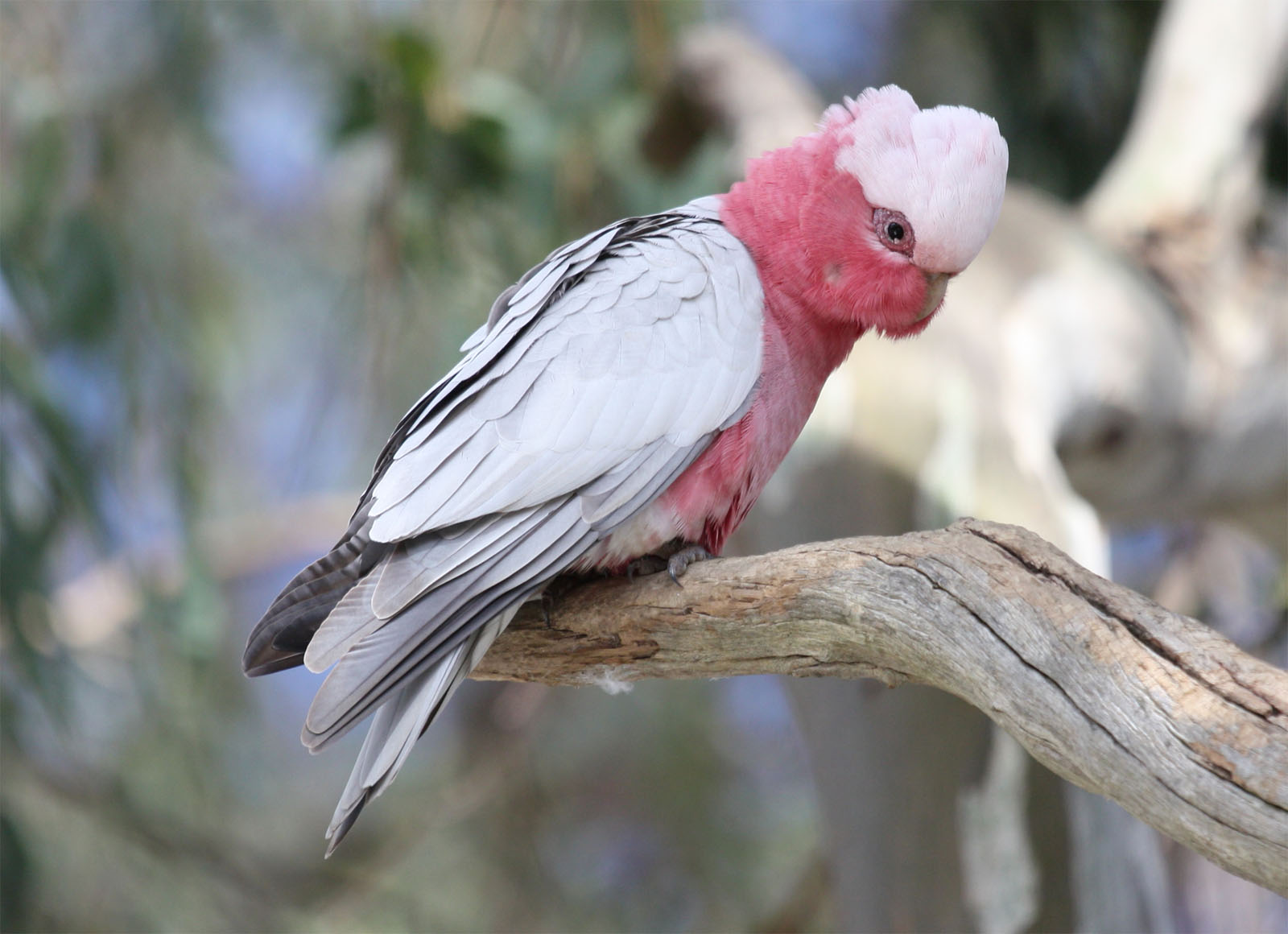 Cacatua Rosa - Tutto Pappagalli