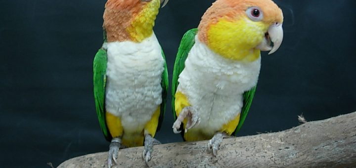 Pionites o Caicco Archivi - Tutto Pappagalli