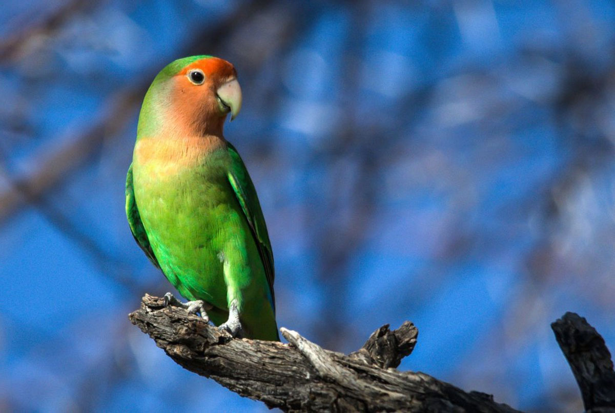 Inseparabile faccia rosa - Tutto Pappagalli