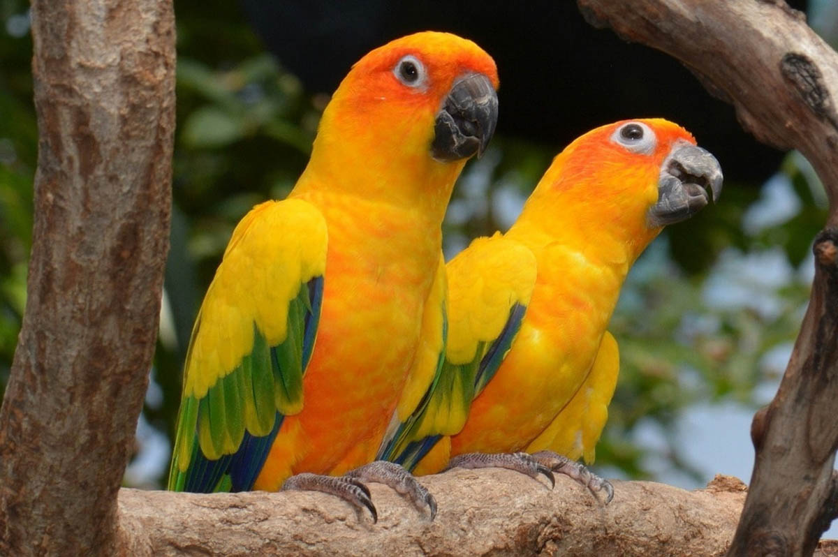 Conuro del sole - Tutto Pappagalli