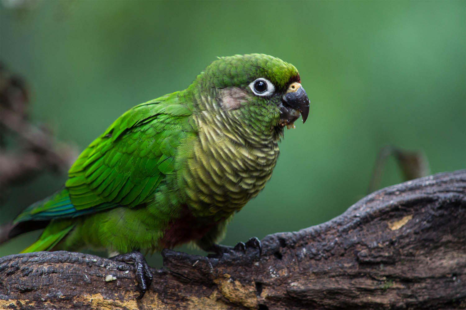 Conuro ventre marrone - Tutto Pappagalli