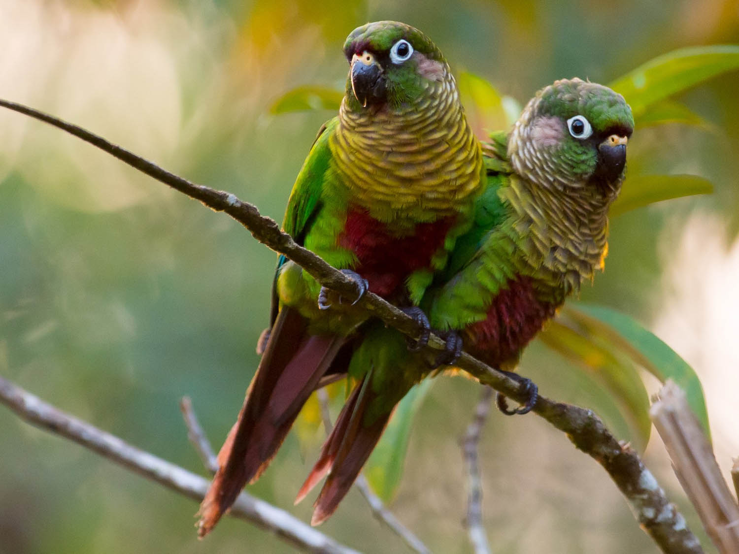 Conuro ventre marrone - Tutto Pappagalli