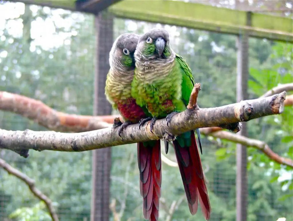 Conuro guance verdi - Tutto Pappagalli