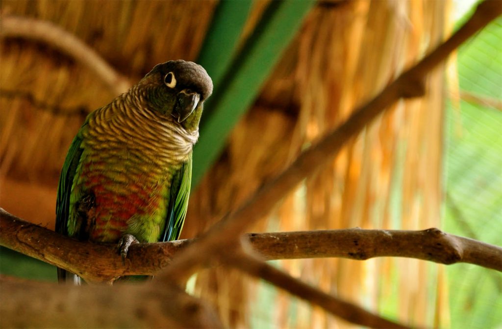 Conuro guance verdi - Tutto Pappagalli